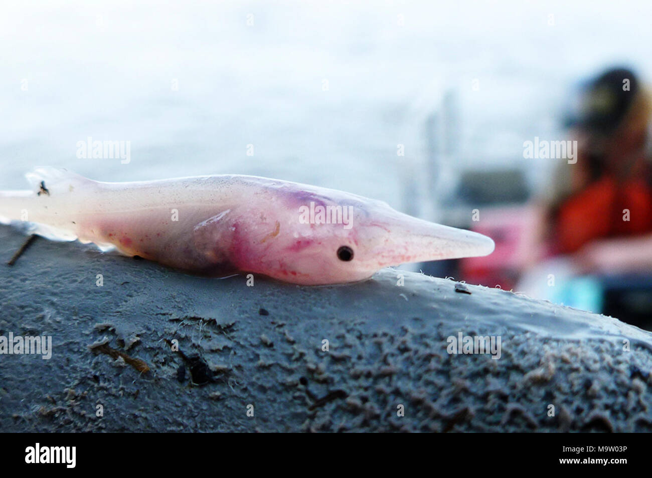 Paddlefish habitat hi-res stock photography and images - Alamy