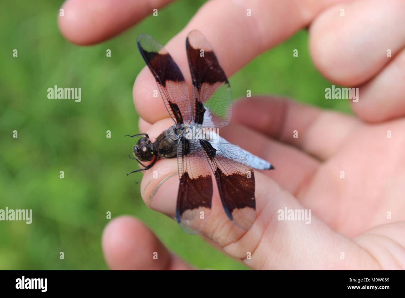 Common Whitetail Skimmer. Common Whitetail Skimmer Stock Photo - Alamy