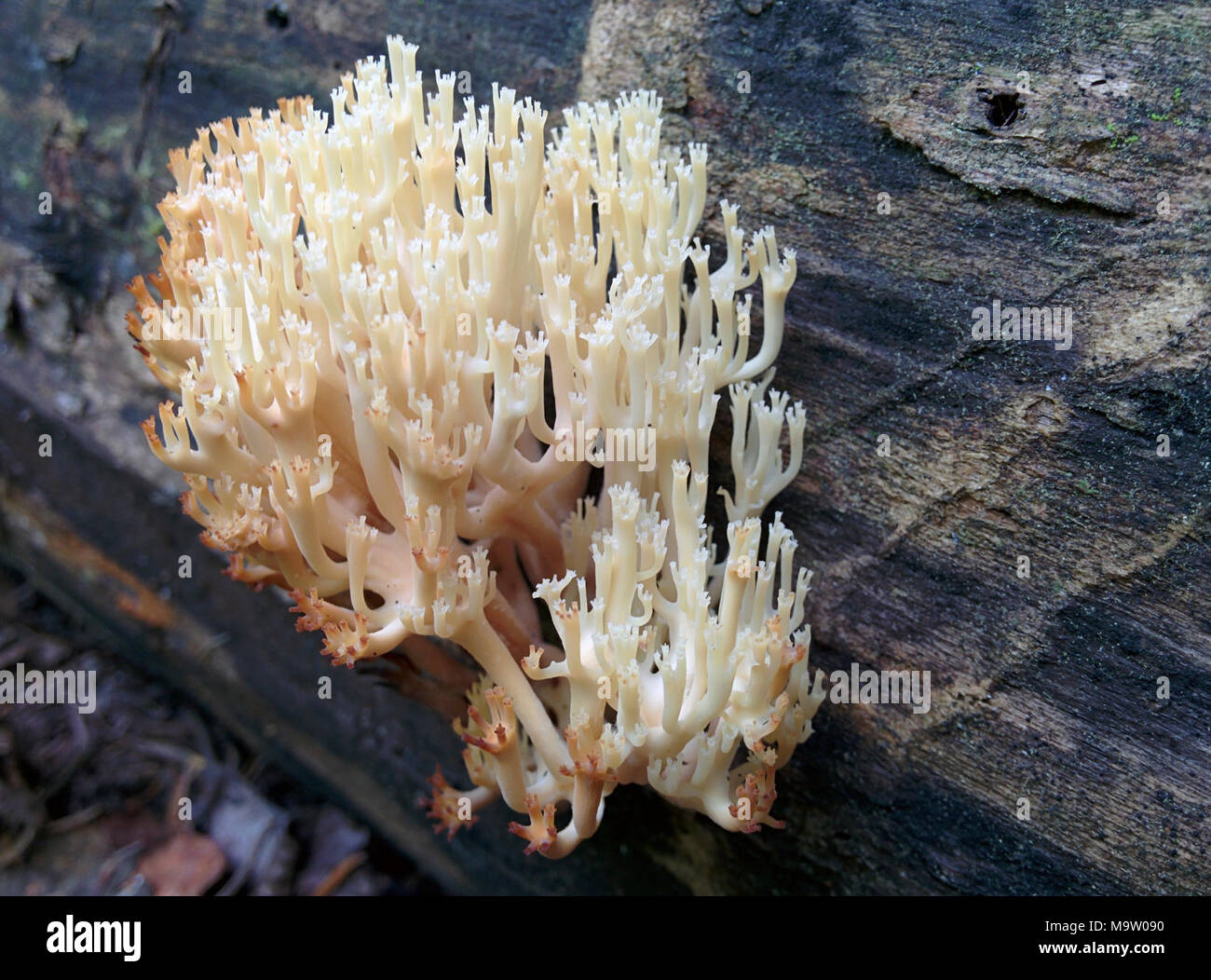 Crown Coral Fungus. Crown Coral Fungus Stock Photo - Alamy