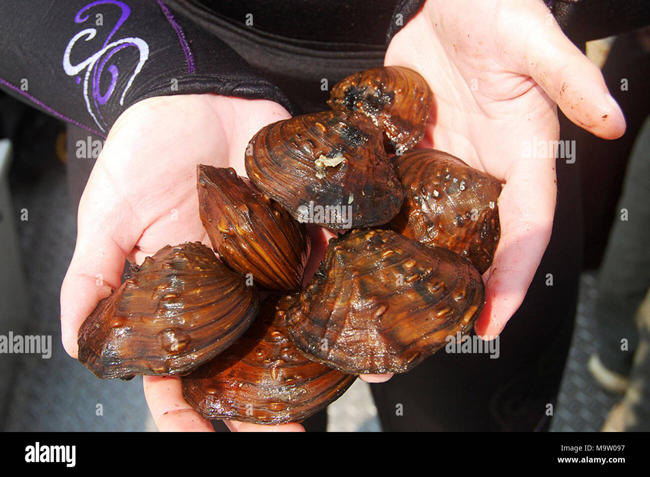 Endangered winged mapleleaf mussels. Endangered winged mapleleaf ...