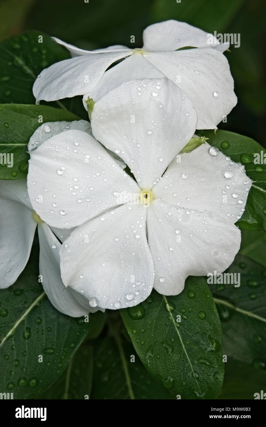 Rosy periwinkle hi-res stock photography and images - Alamy