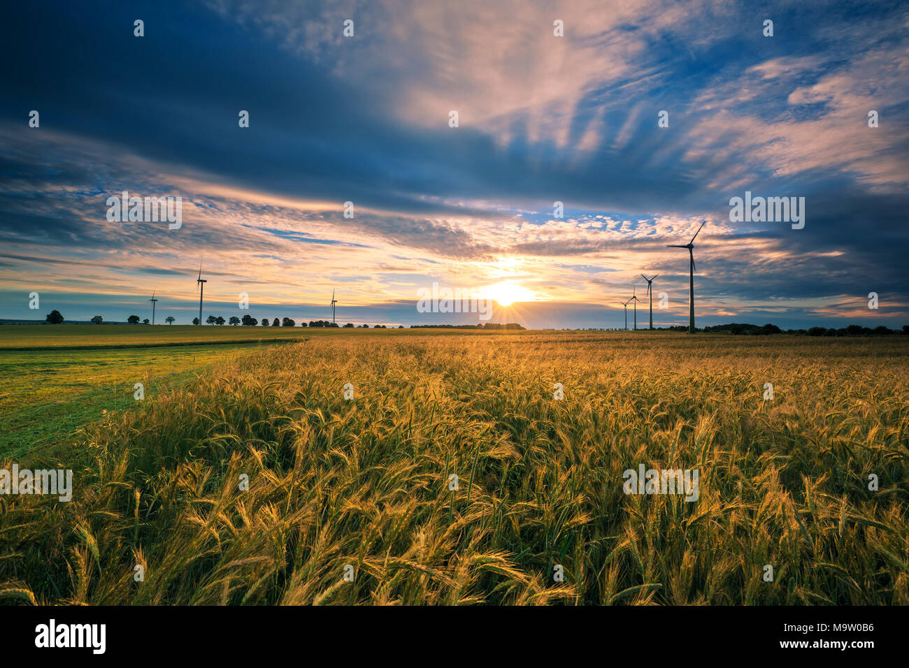 Wheat field at sunset Stock Photo - Alamy