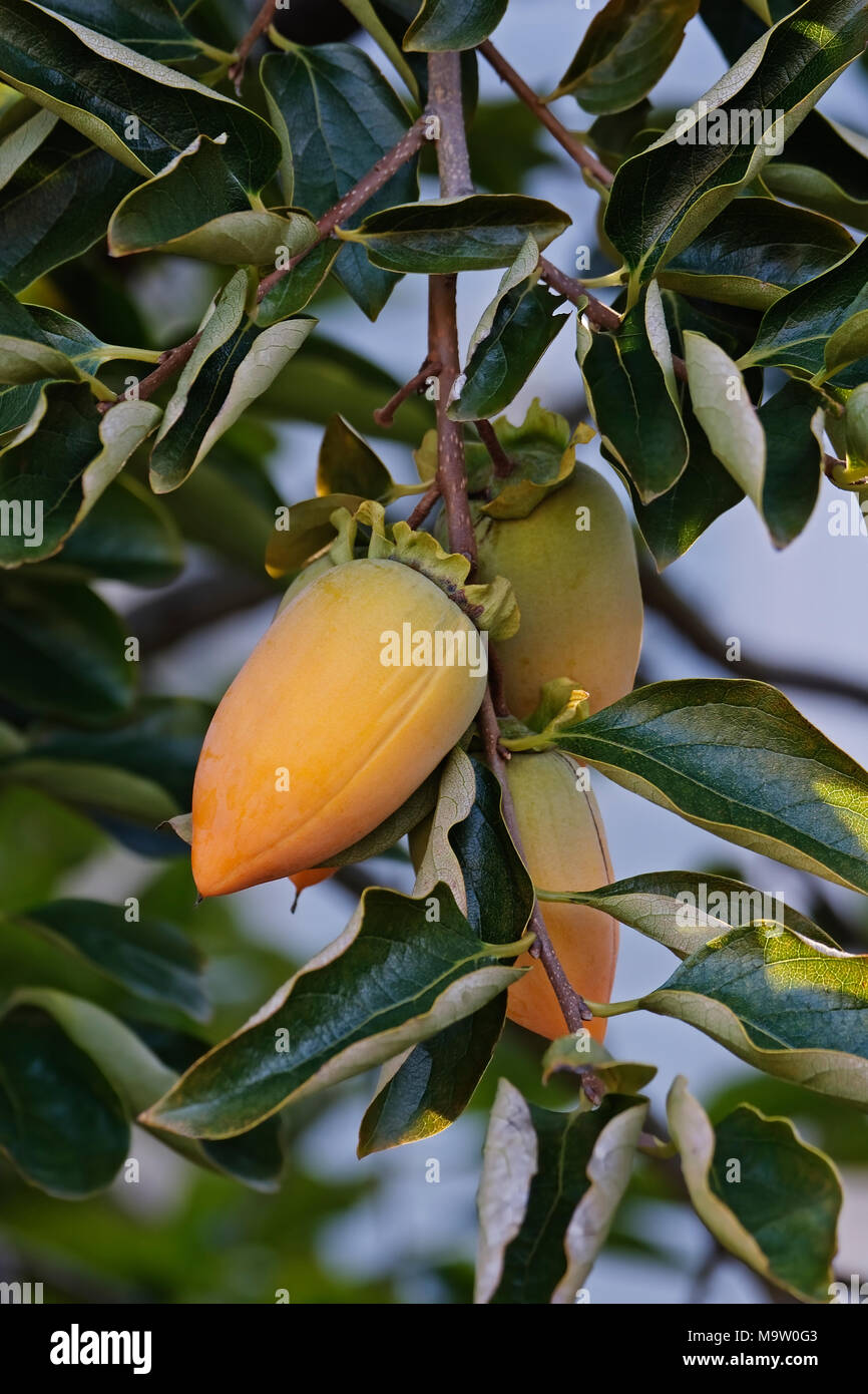 Japanese persimmon (Diospyros kaki). Known also as Kaki Persimmon ...