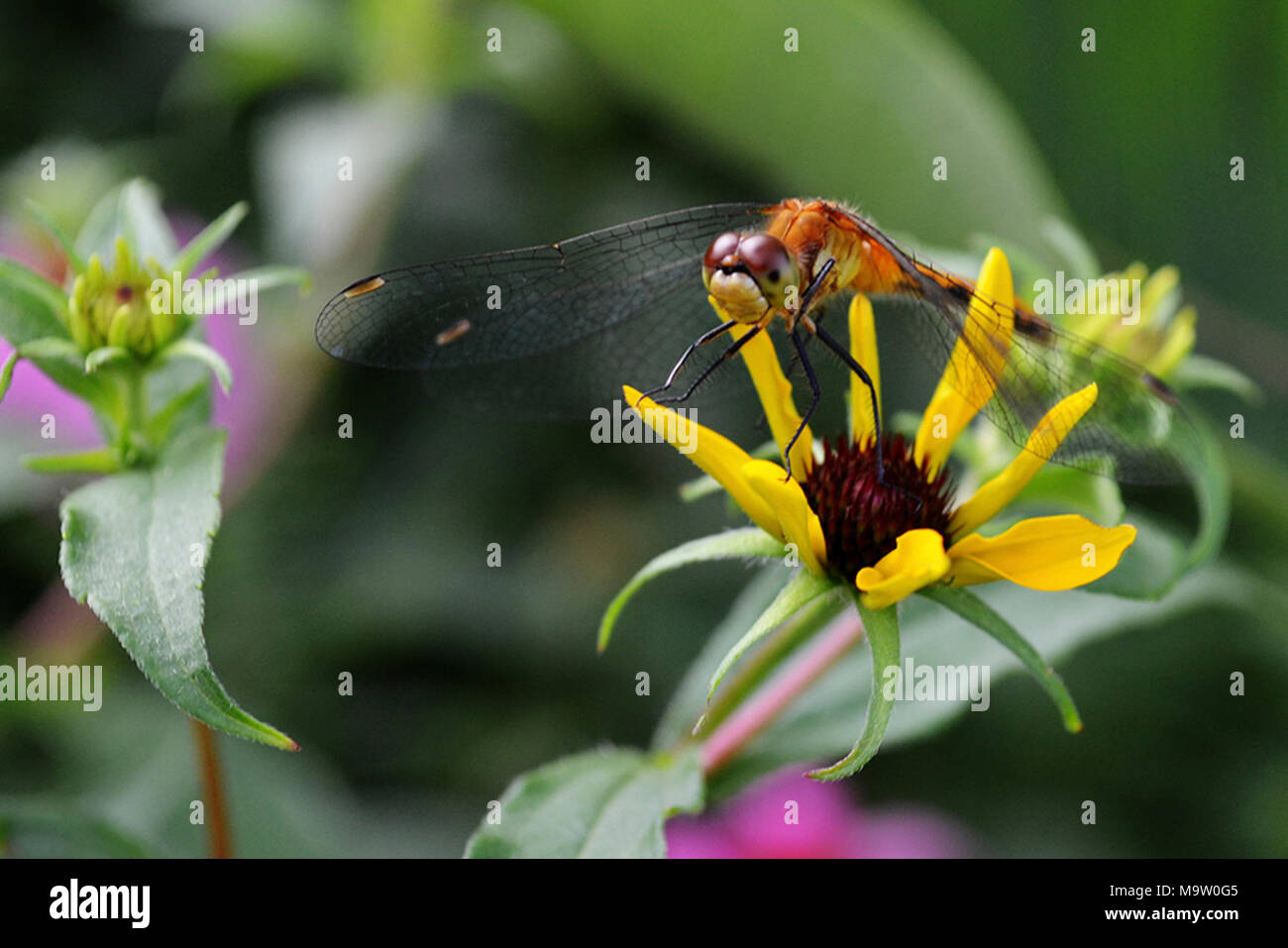 Female meadowhawk dragonfly in an urban rain garden. Female meadowhawk ...