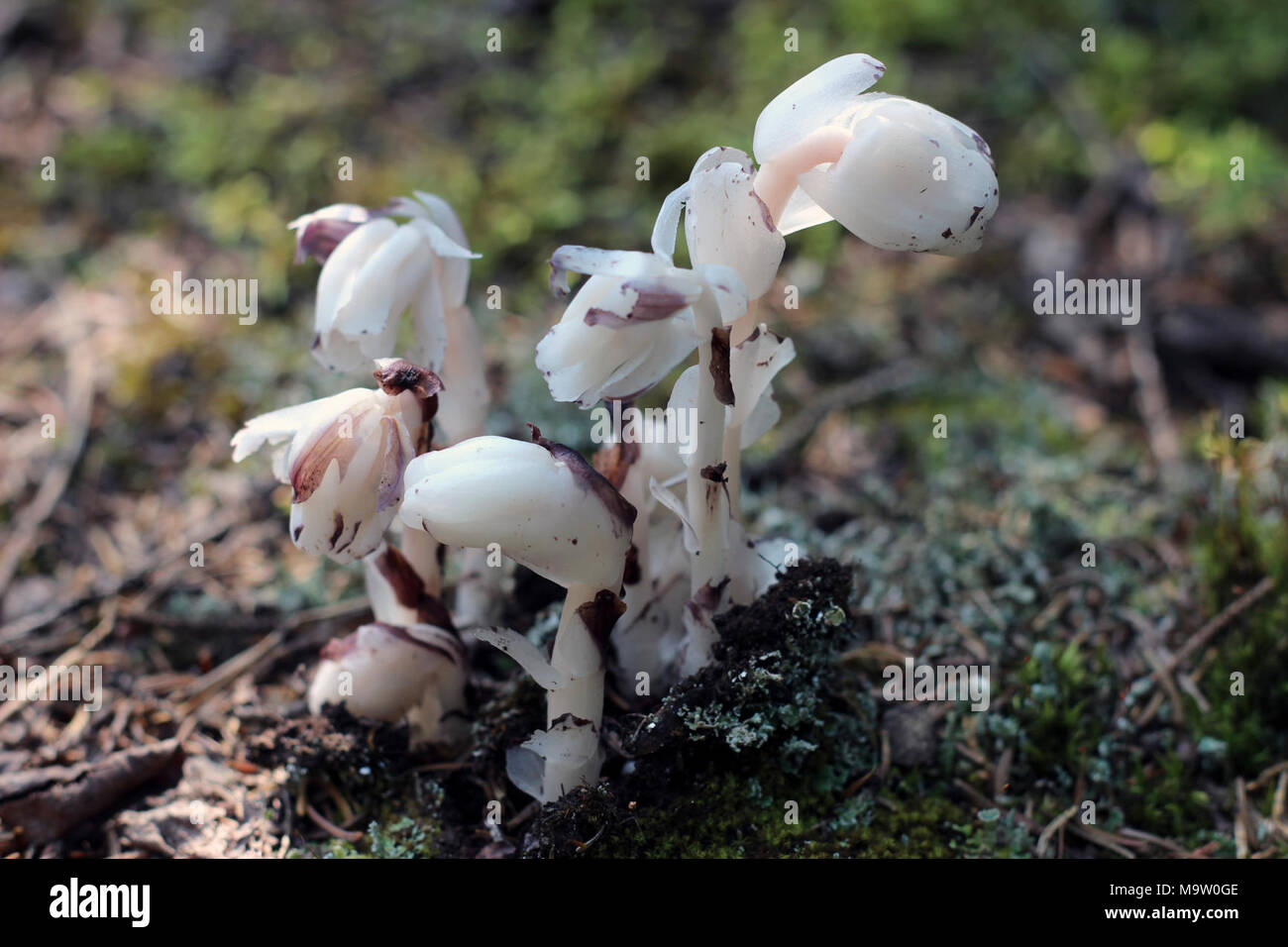 Indian Pipe. Indian Pipe Stock Photo - Alamy