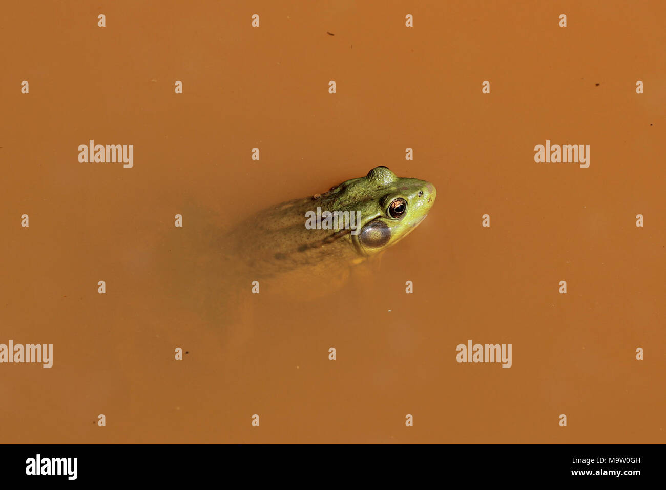 Muddy puddle frog. Muddy puddle frog Stock Photo - Alamy