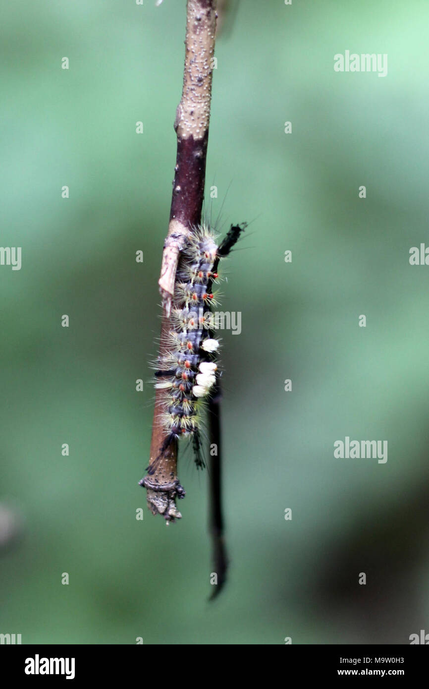 White-marked tussock moth caterpillar. White-marked tussock moth ...