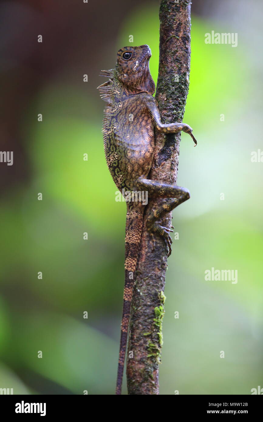 Borneo anglehead lizard or Borneo forest dragon (Gonocephalus bornensis ...