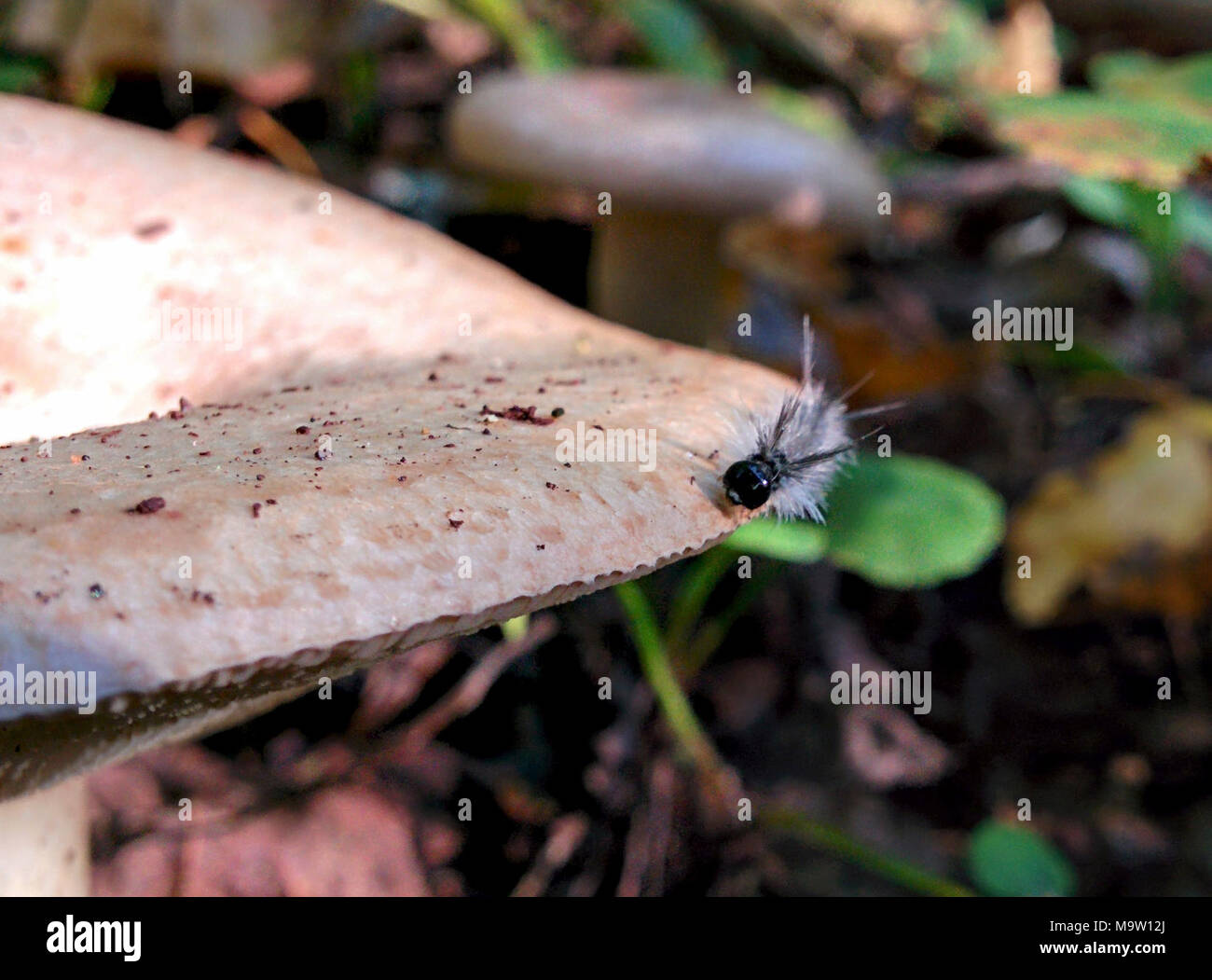 Banded tussock moth caterpillar. Banded tussock moth caterpillar Stock ...