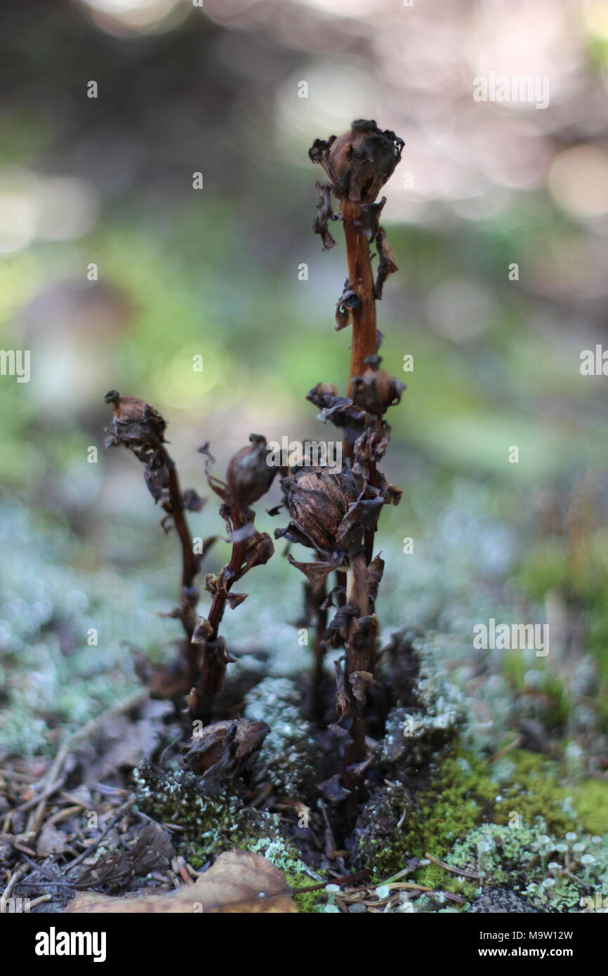 Dried Indian Pipe. Dried Indian Pipe Stock Photo - Alamy