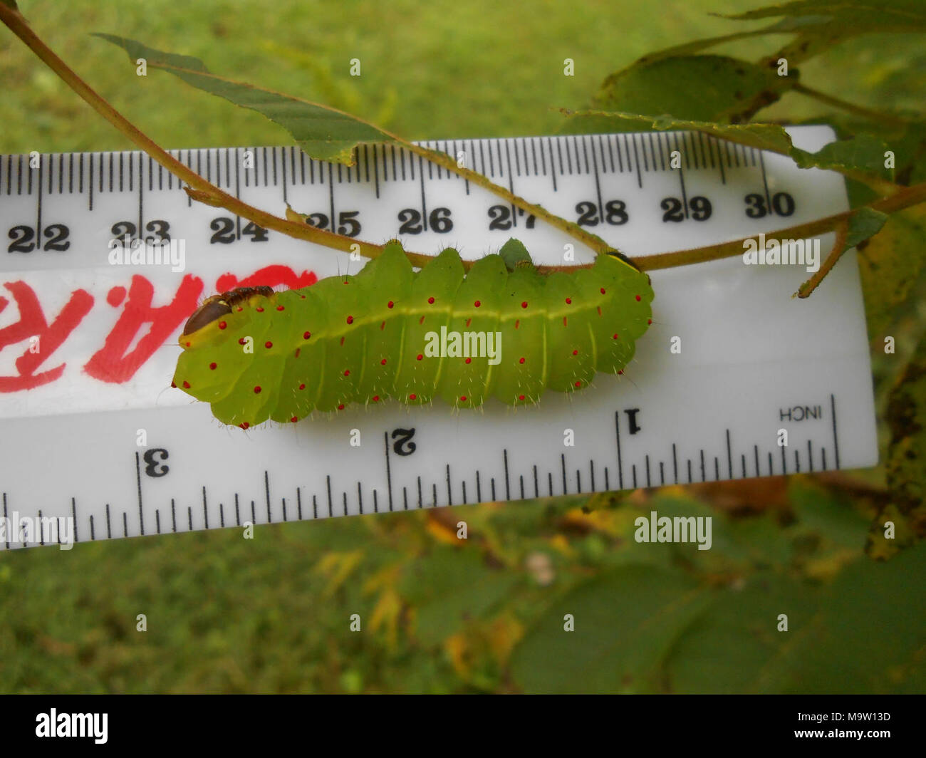Luna Caterpillar. Luna Caterpillar Stock Photo - Alamy