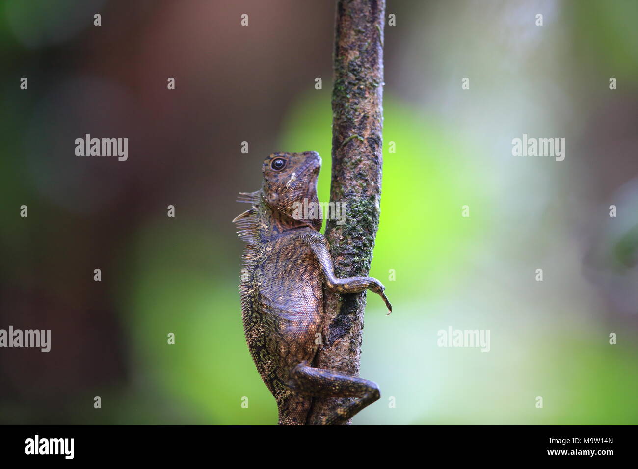 Borneo anglehead lizard or Borneo forest dragon (Gonocephalus bornensis ...
