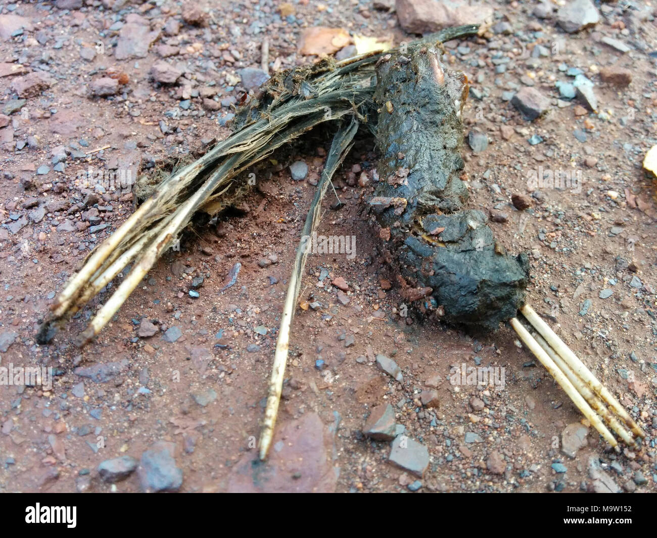 Scat with feathers. Scat with feathers Stock Photo - Alamy