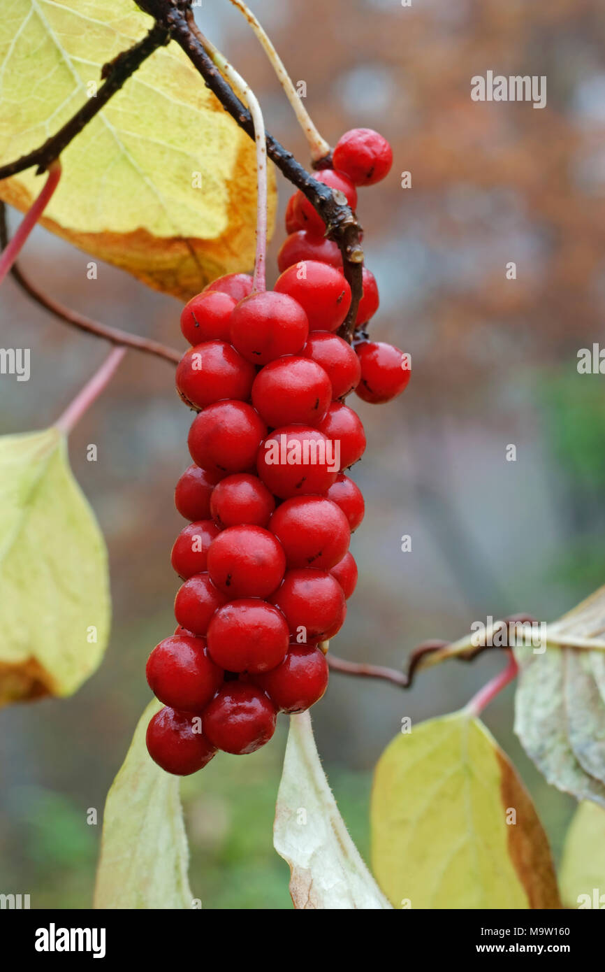 Magnolia-vine (Schisandra chinensis). Known also as Chinese magnolia ...