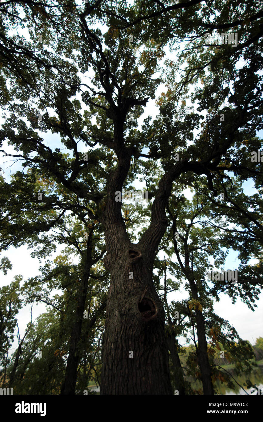 Looking up. Looking up Stock Photo - Alamy