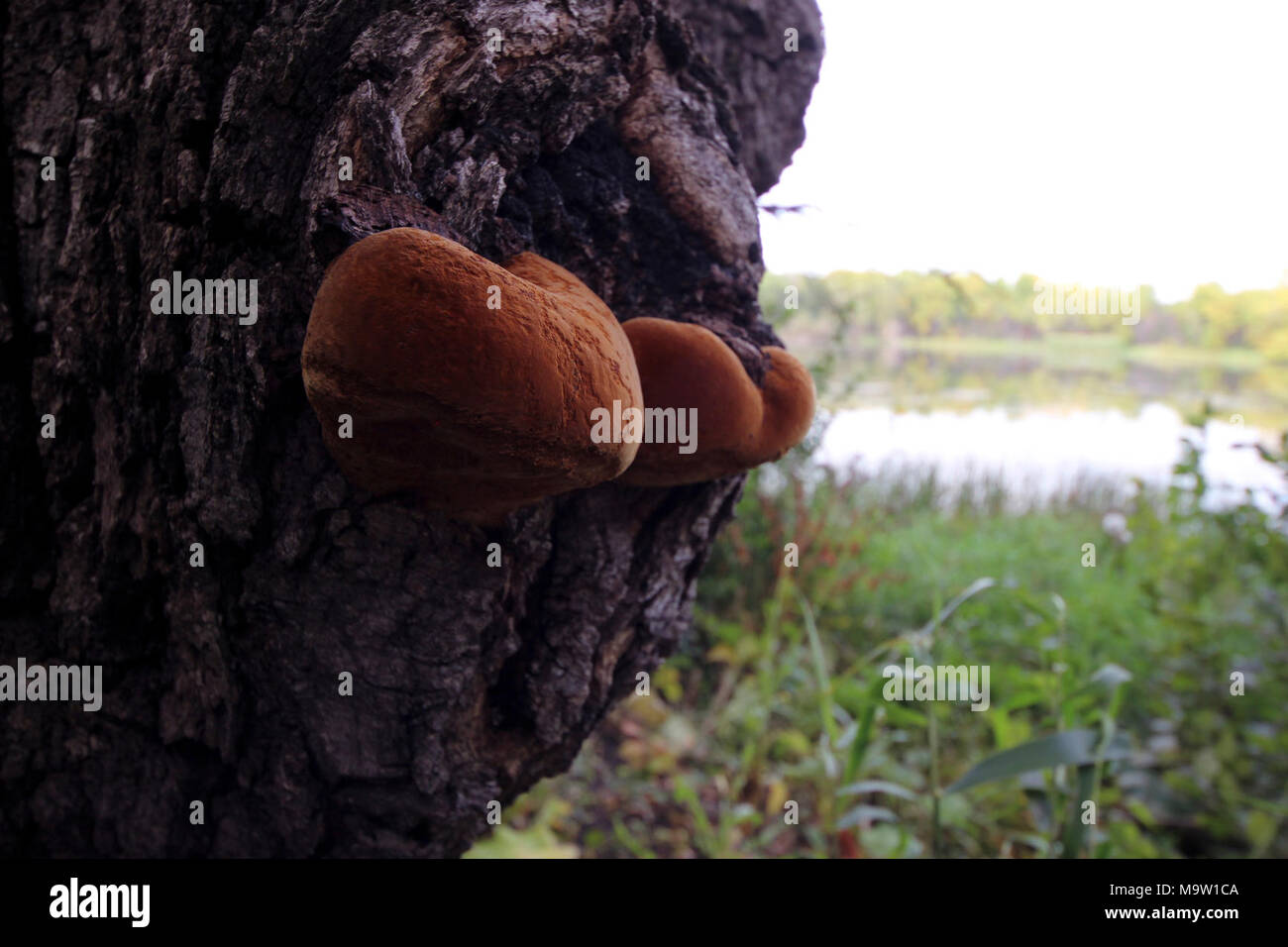 Tree mushrooms. Tree mushrooms Stock Photo - Alamy
