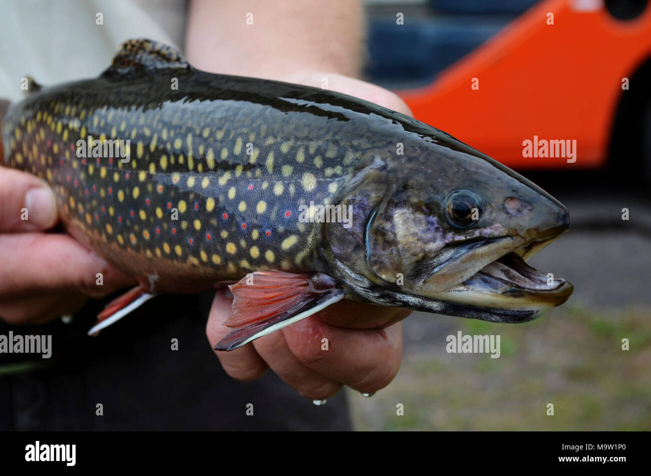 Female Coaster Brook Trout. Female Coaster Brook Trout Stock Photo - Alamy