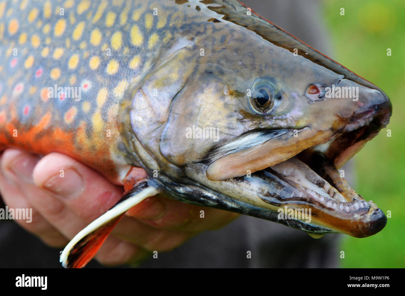 Male Coaster Brook Trout. Male Coaster Brook Trout Stock Photo - Alamy