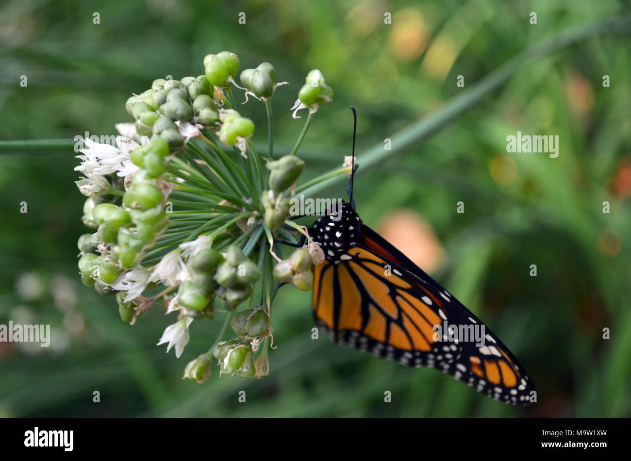 Monarch drying it wings after hatching. Monarch drying it wings after ...