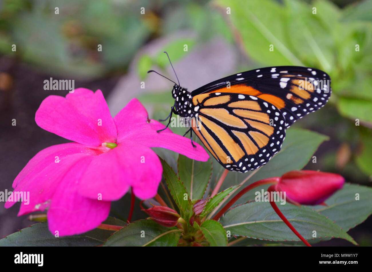 Monarch drying its wings after hatching from chrysalis. Monarch drying ...