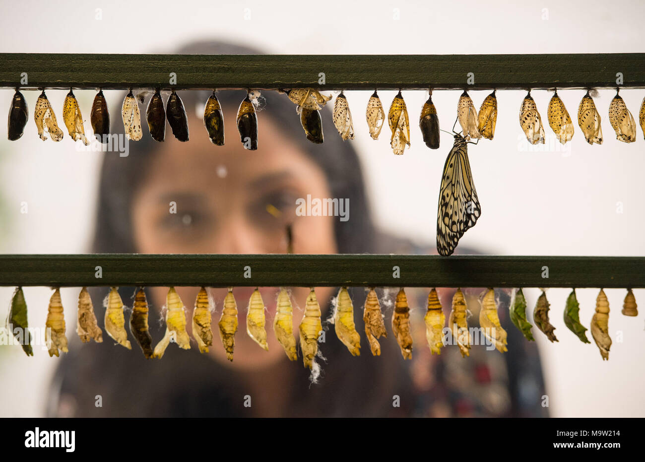 Butterflies of asia hi-res stock photography and images - Alamy