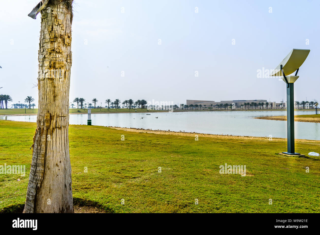 lots of green palm trees and modern lights and grassy ground at a local ...