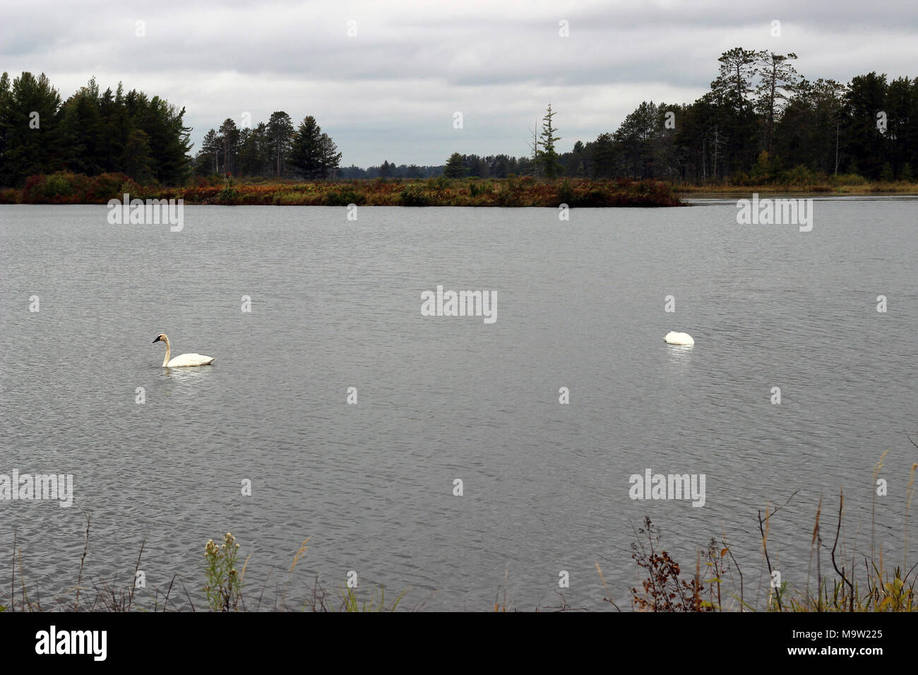 Trumpeter Swans. Trumpeter Swans Stock Photo - Alamy