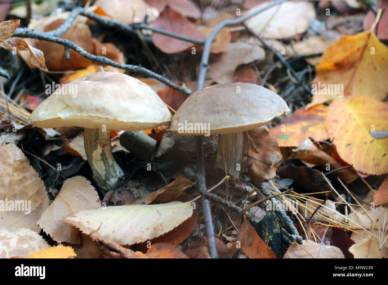 Midwest mushrooms hi-res stock photography and images - Alamy