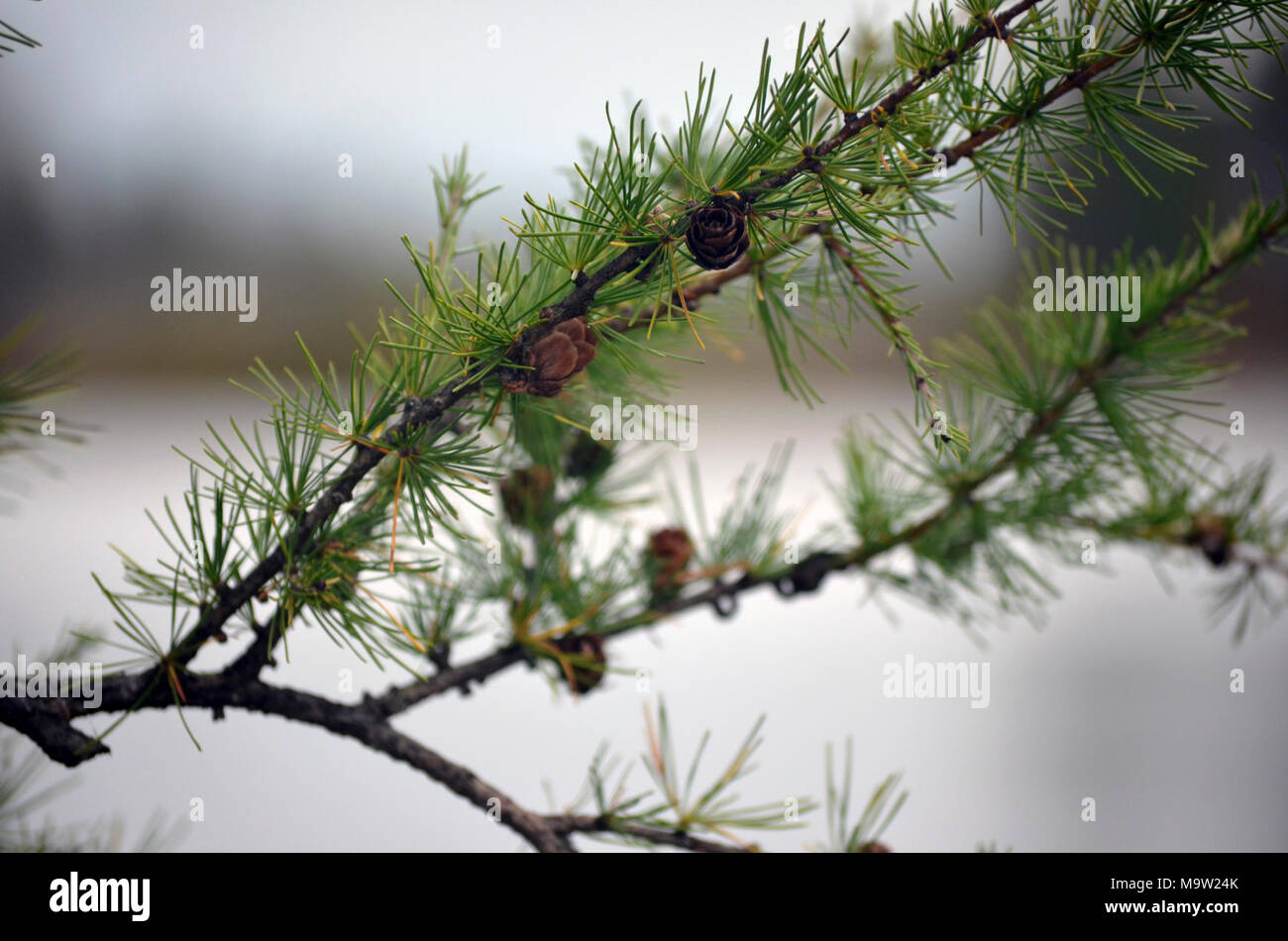 Tamarack Nwr High Resolution Stock Photography and Images - Alamy