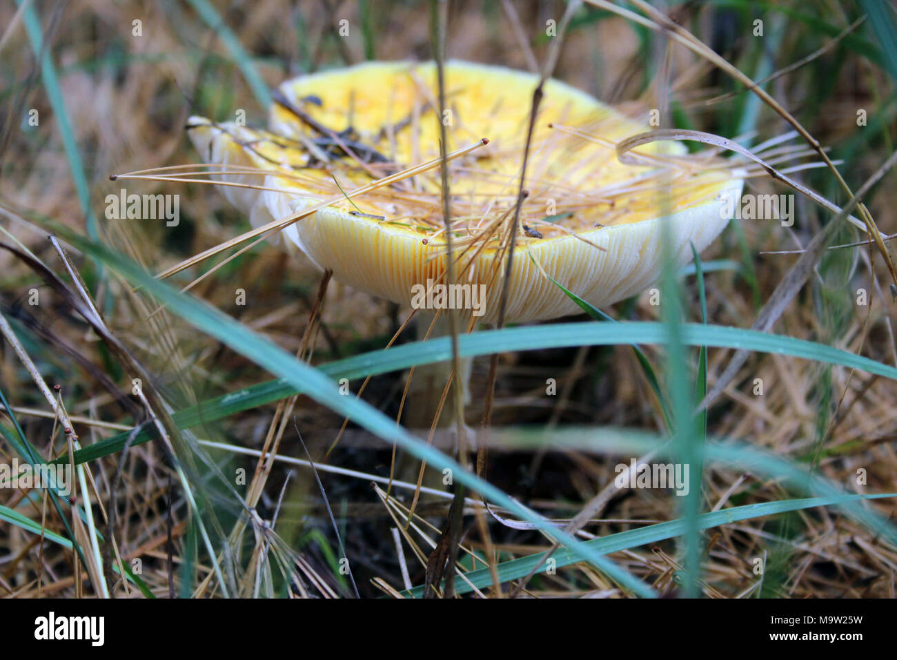 Fall Mushroom. Fall Mushroom Stock Photo - Alamy