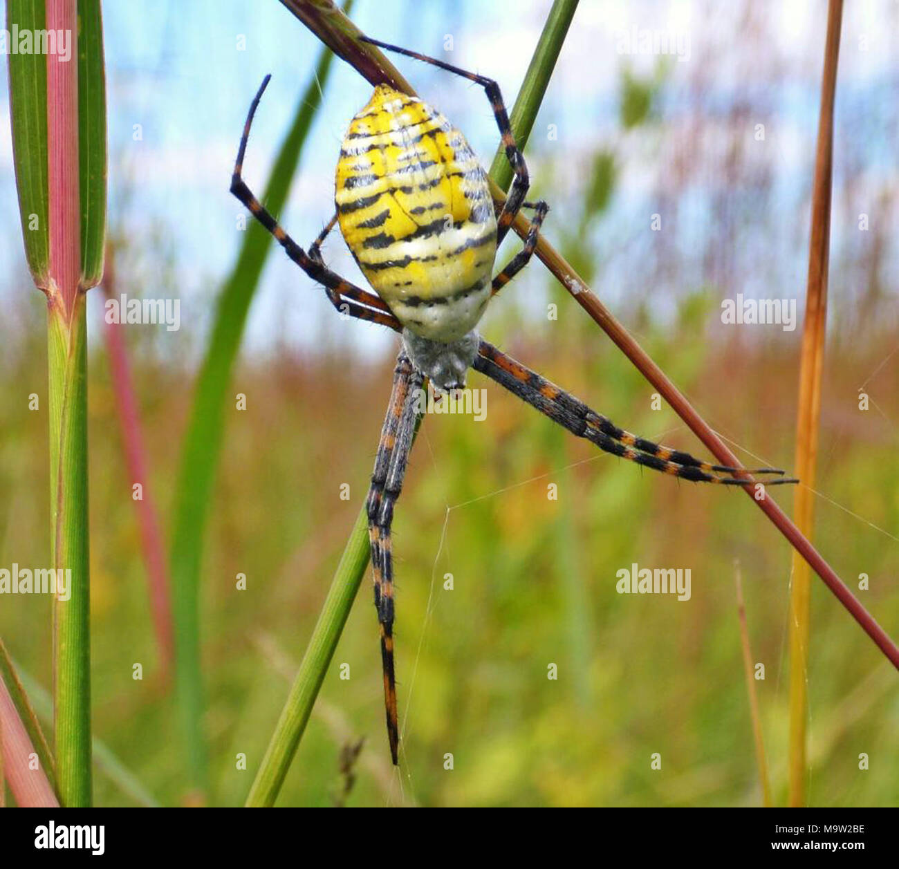 Banded garden spider. Banded garden spider Stock Photo - Alamy