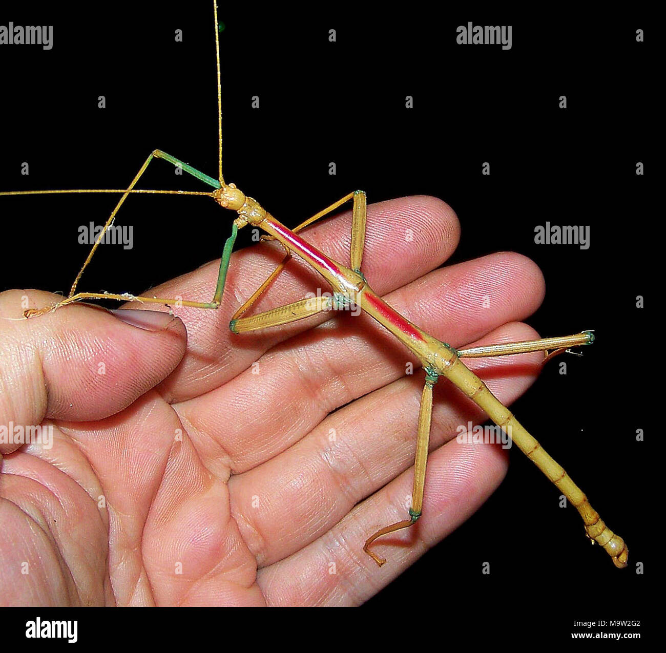 Giant Walkingstick. Giant Walkingstick Stock Photo - Alamy
