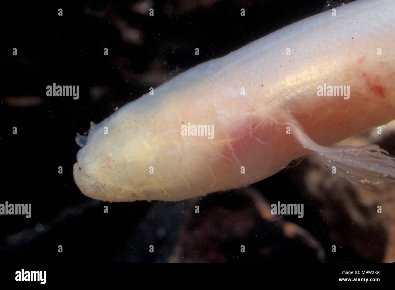 Cavefish hi-res stock photography and images - Alamy
