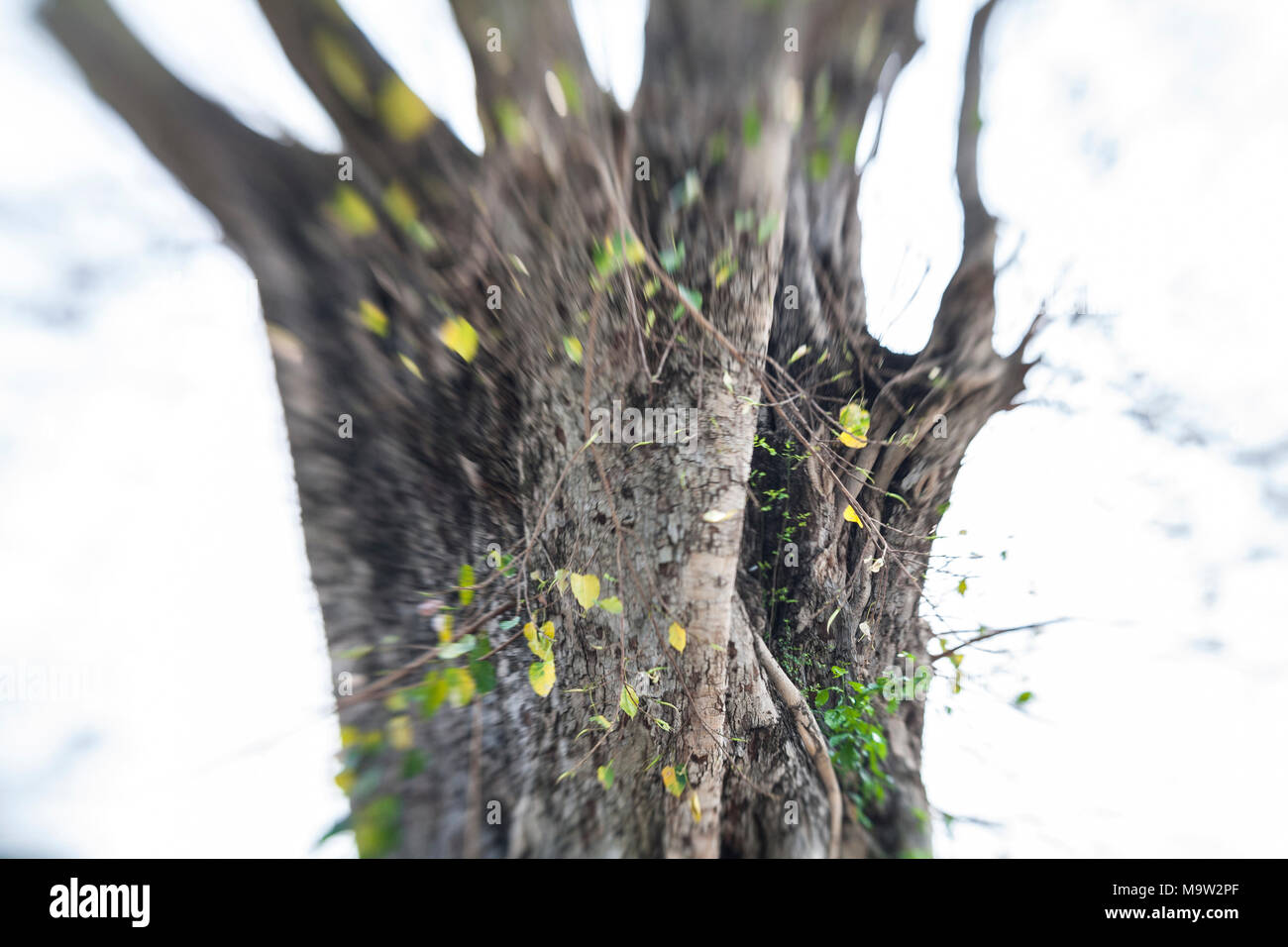 Abstract background , Abstract forest / Photo of trees in tropical ...