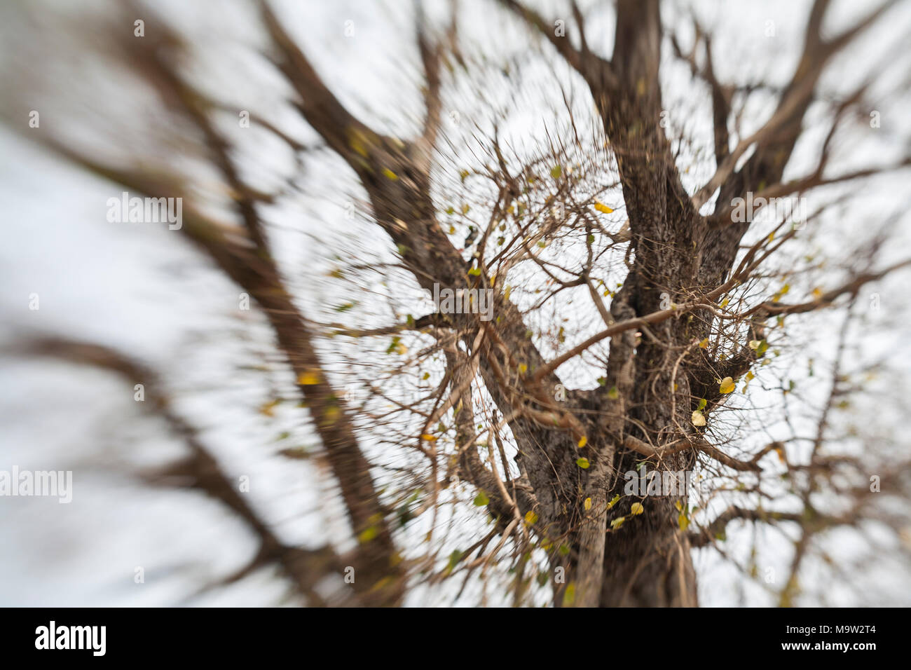 Abstract background , Abstract forest / Photo of trees in tropical ...