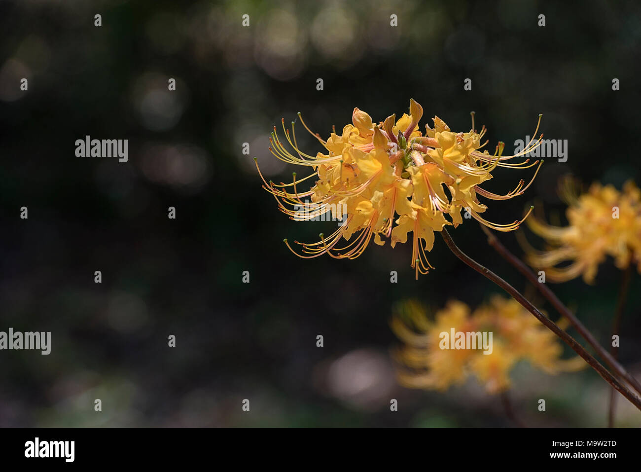 Native azalea hi-res stock photography and images - Alamy