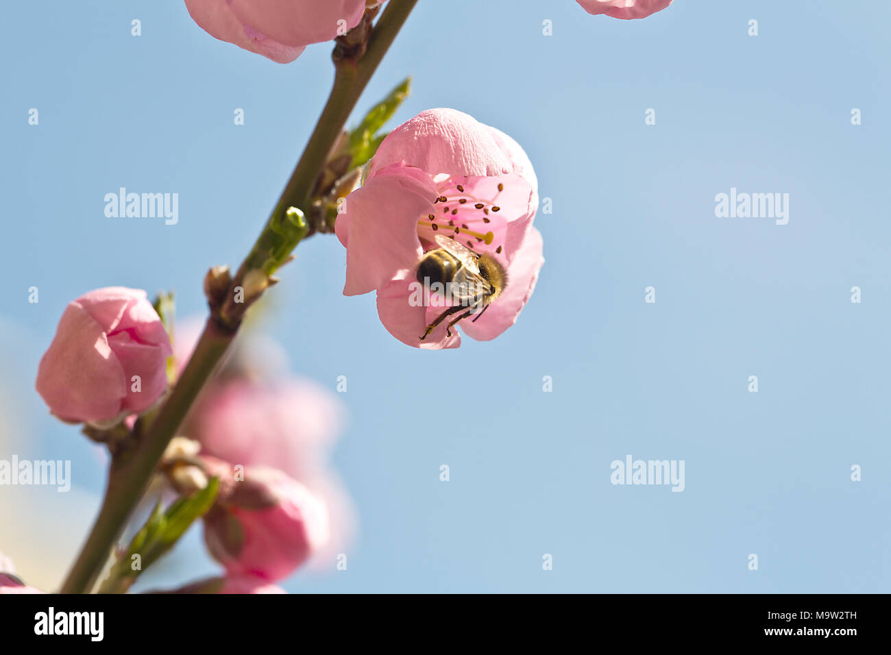 European Honey Bee - Apis Mellifera Stock Photo - Alamy