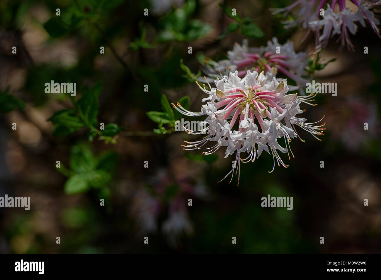 Rhododendron periclymenoides, commonly called pink azalea and pinxter ...