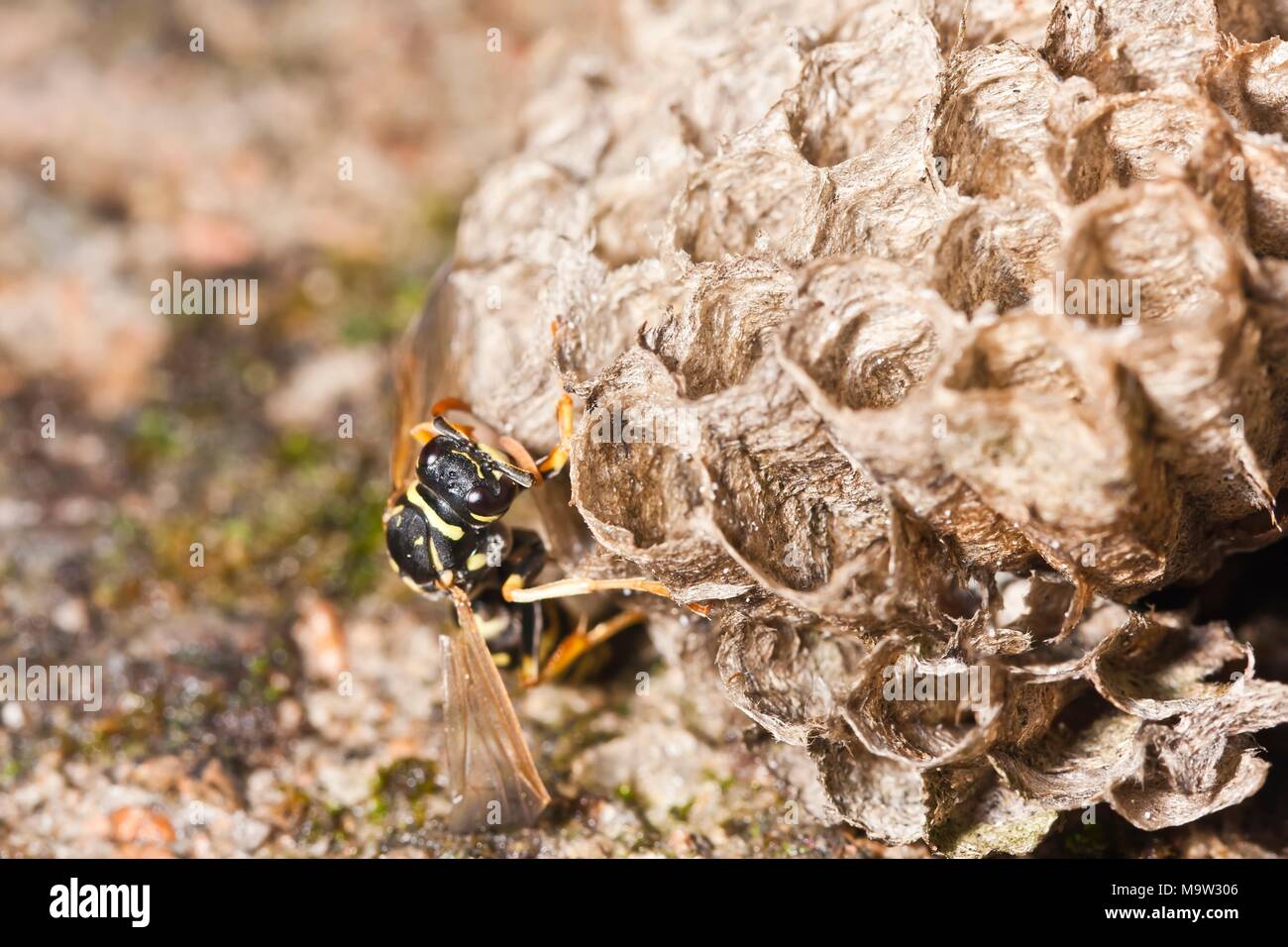 European Honey Bee - Apis Mellifera Stock Photo - Alamy