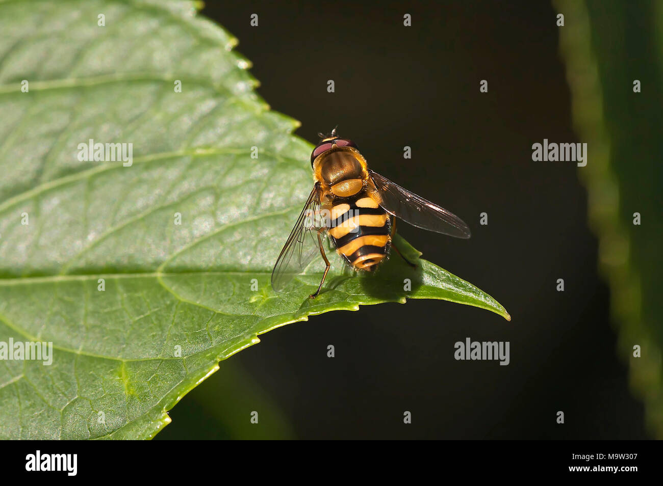 European Honey Bee - Apis Mellifera Stock Photo - Alamy