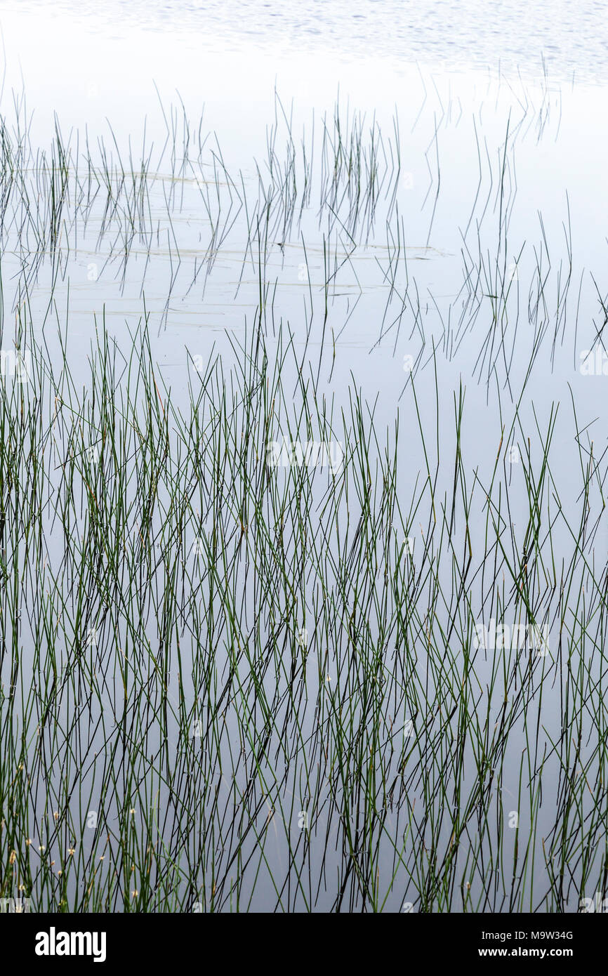Reeds, Loch Dunvegan, Skye, Scotland Stock Photo - Alamy