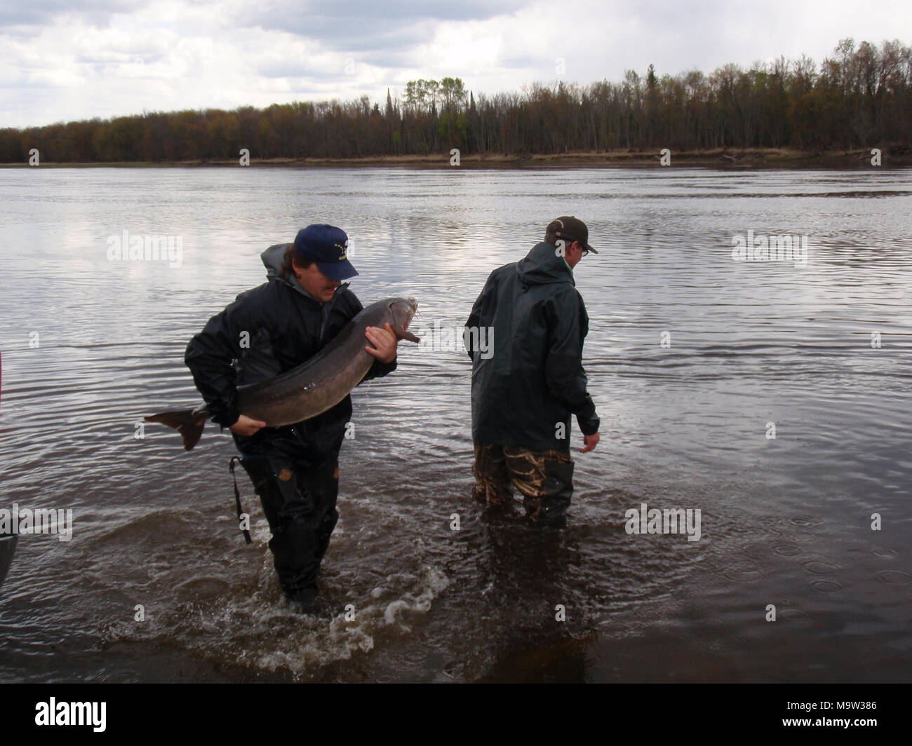 Broodstock hi-res stock photography and images - Alamy
