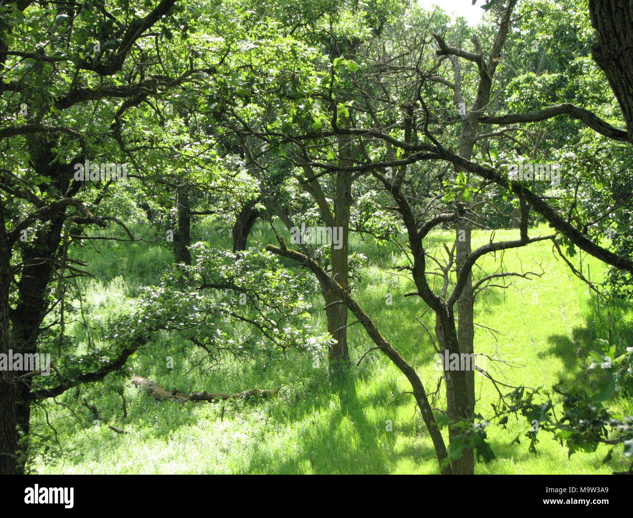 Open Woodlands, Iowa. Open Woodlands, Iowa Stock Photo - Alamy