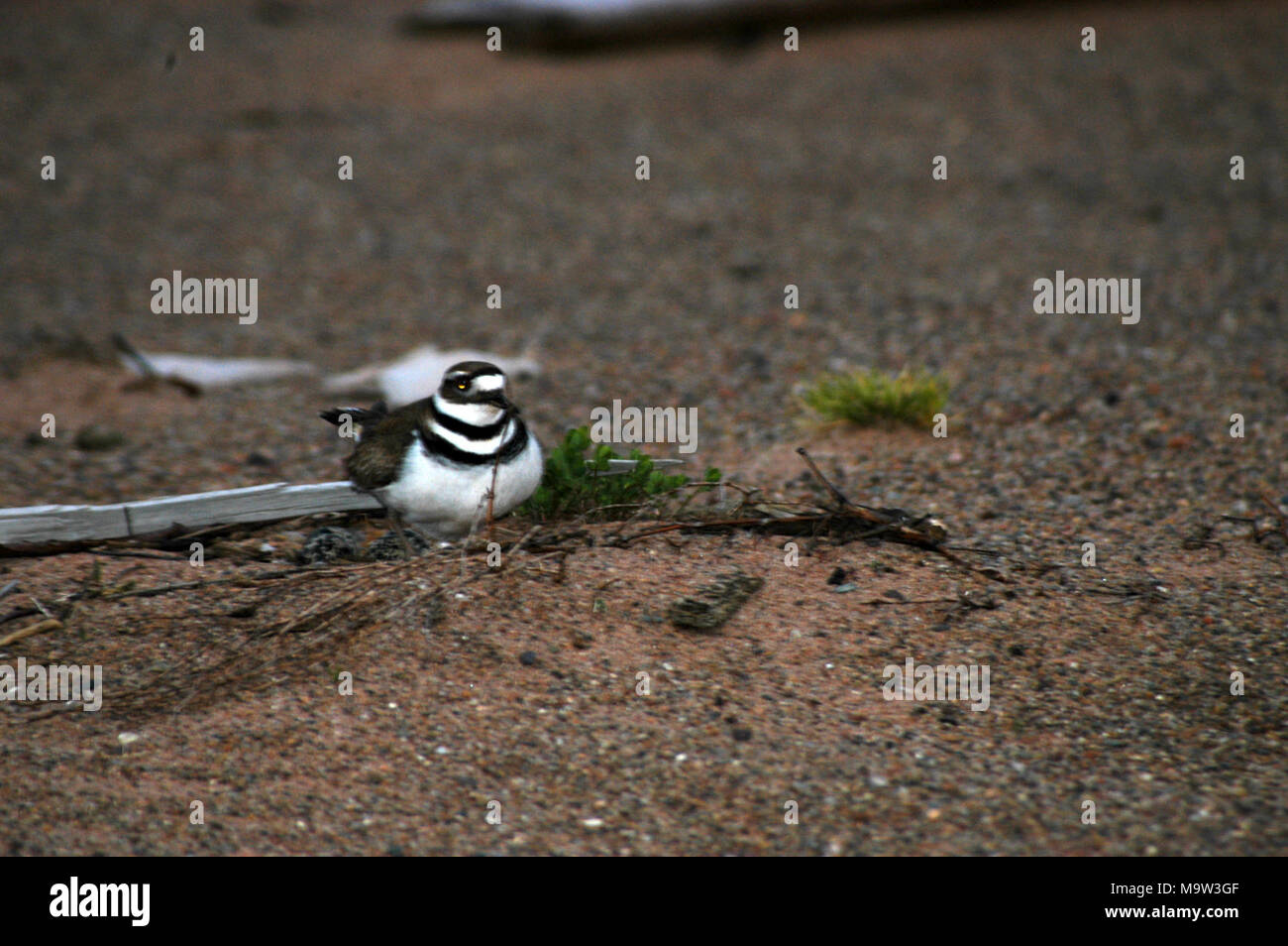 Killdeer photo hi-res stock photography and images - Alamy
