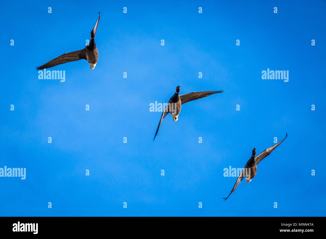 Brent Geese in flight, RSPB Frampton Marsh, Frampton, Boston ...