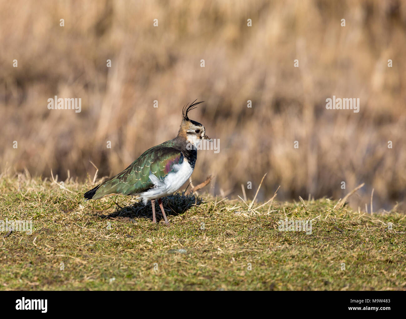 Boston wildlife hi-res stock photography and images - Alamy