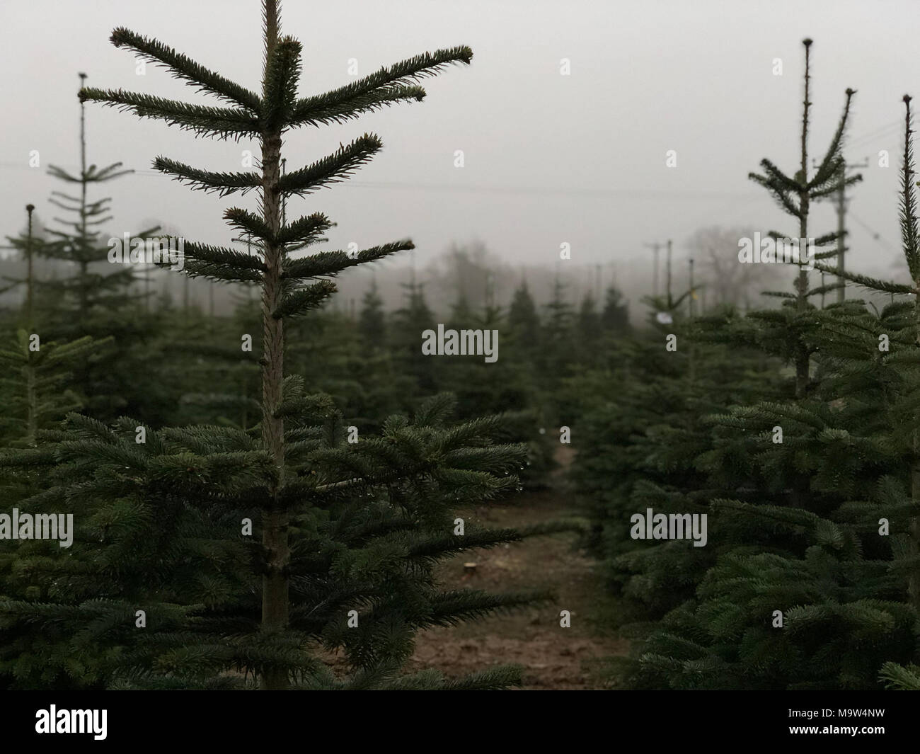 North pole tree farm hi-res stock photography and images - Alamy