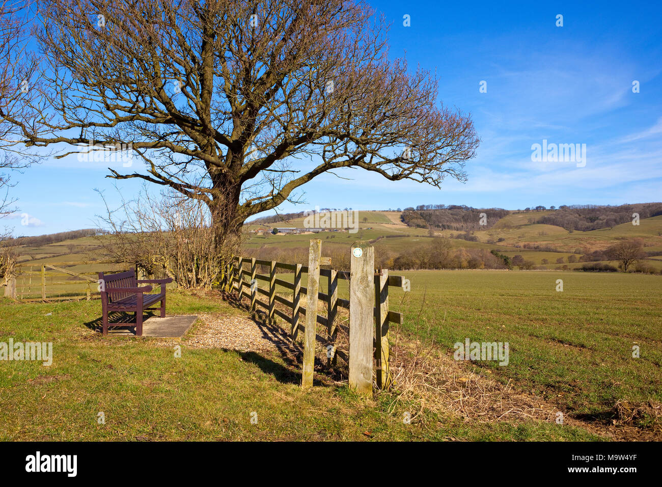 Wooden bench under oak tree hi-res stock photography and images - Alamy