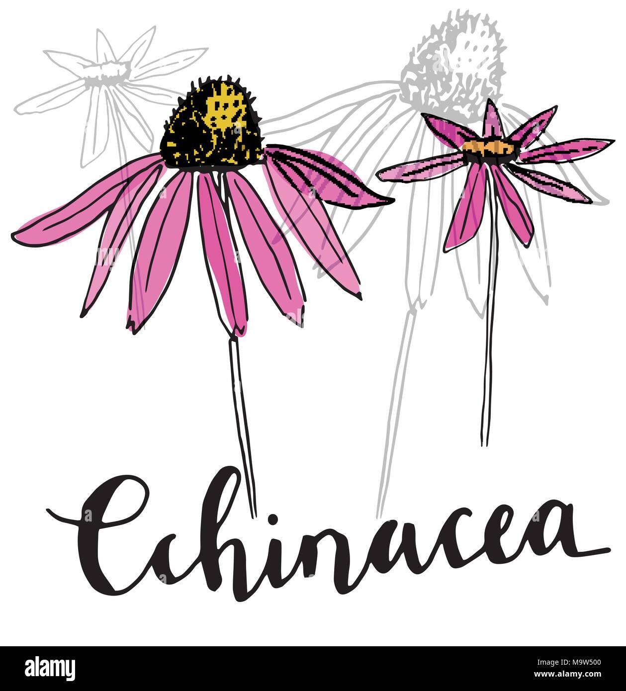 Medicinal echinacea plant Stock Vector Images - Alamy