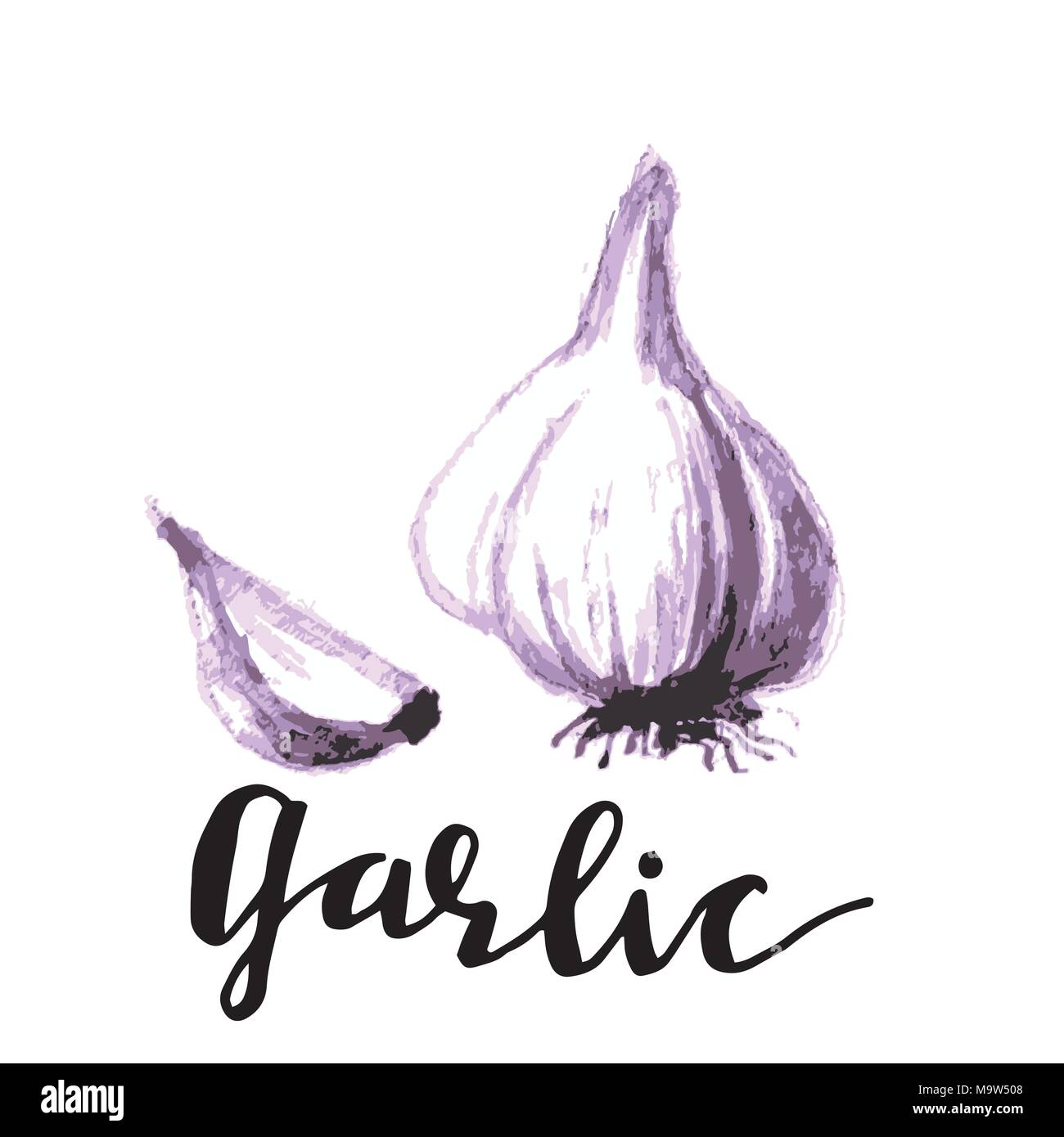 Hand drawn sketch garlic group Farm vegetables poster Stock Vector ...